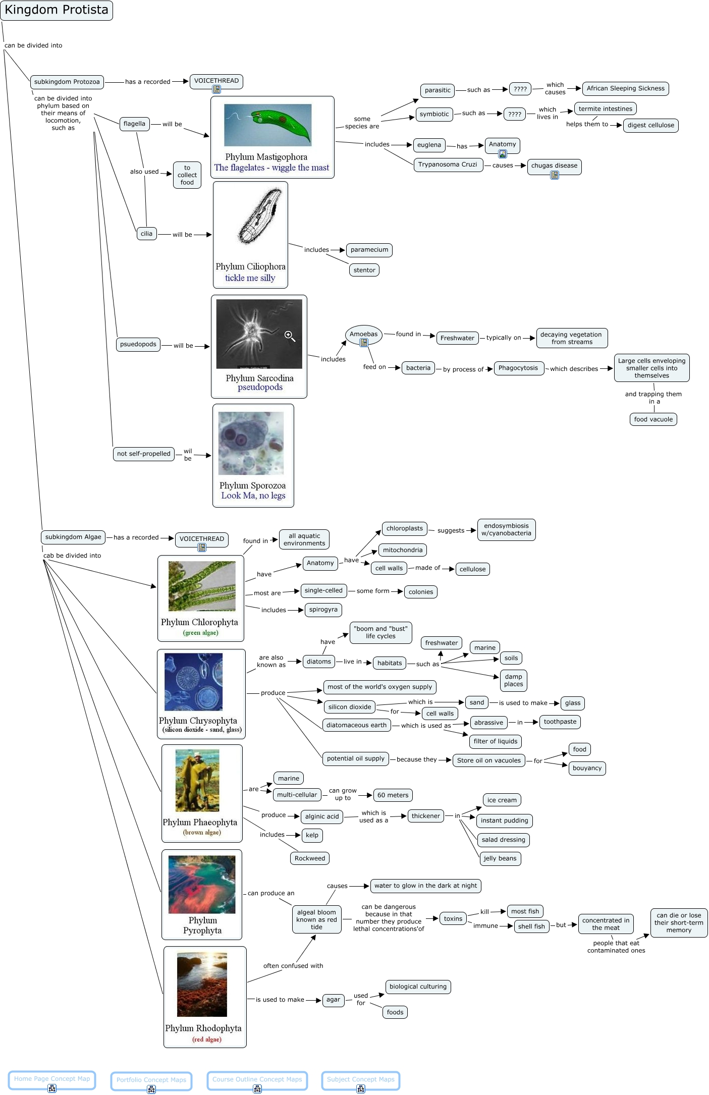 Protista Kingdom Cell