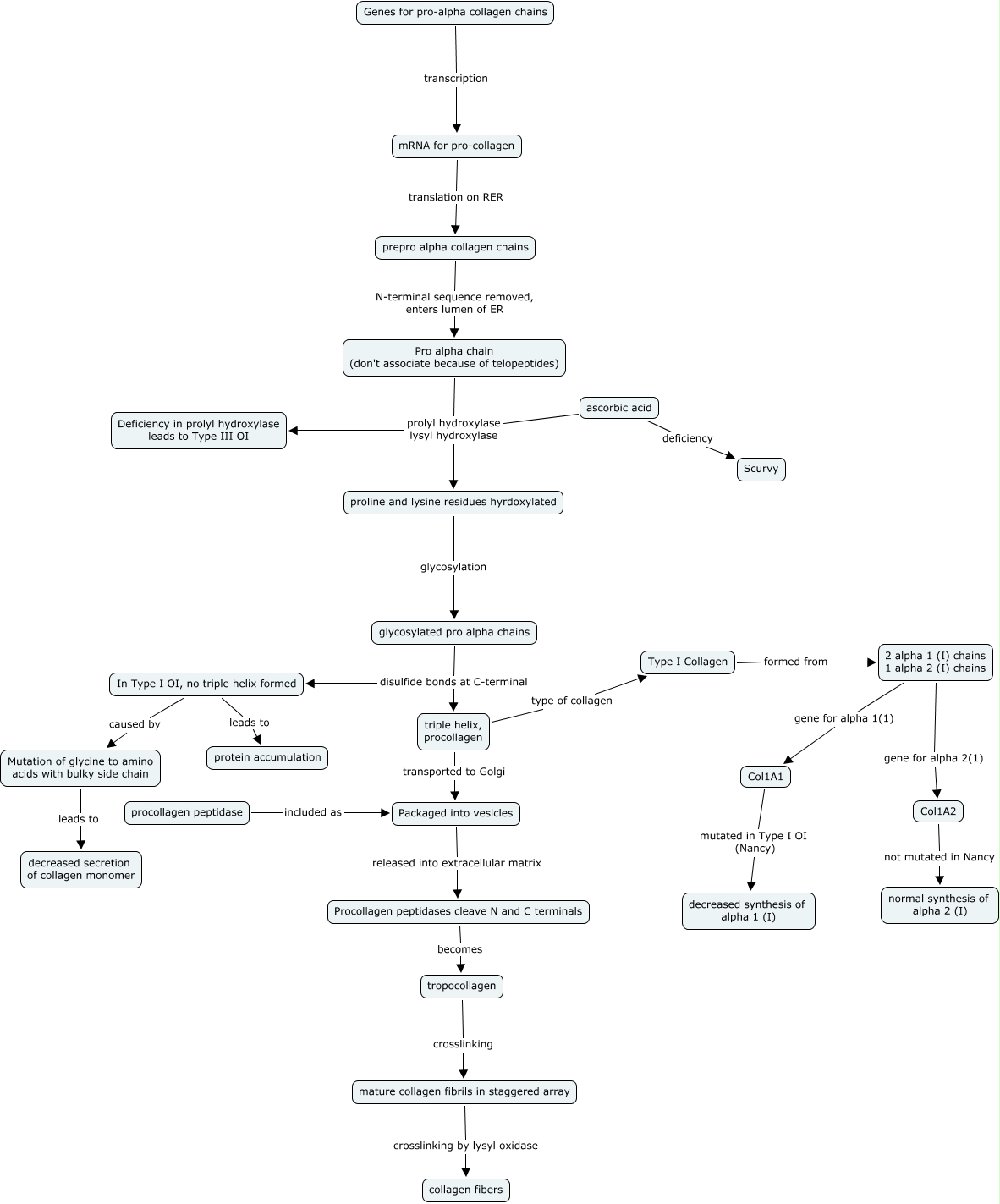 Collagen synthesis