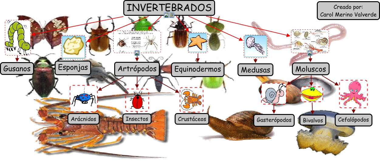 INVERTEBRADOS