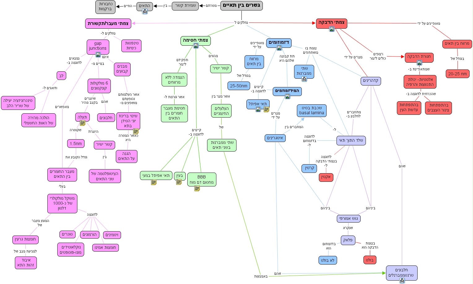 IHMC CmapTools - Concept Map :: cell cell junctions
