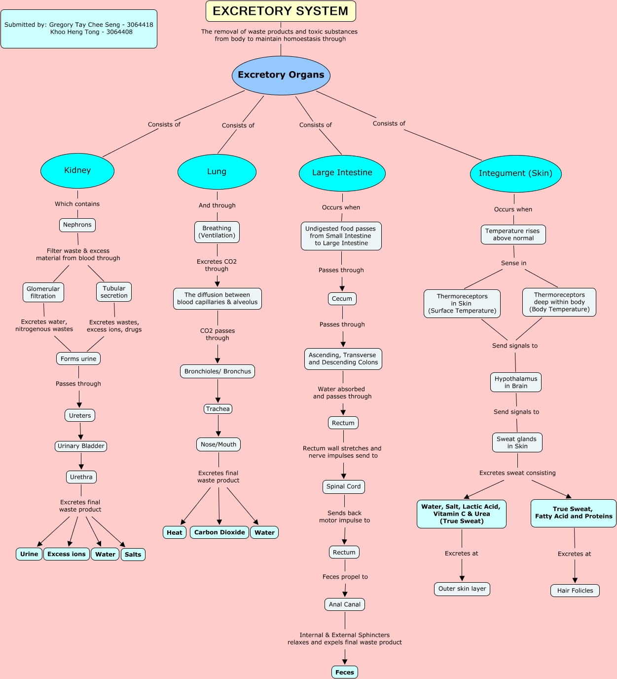Urinary System Concept Map