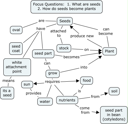 Interview with , 3rd grade student - 1. What are seeds? 2 How do seeds ...