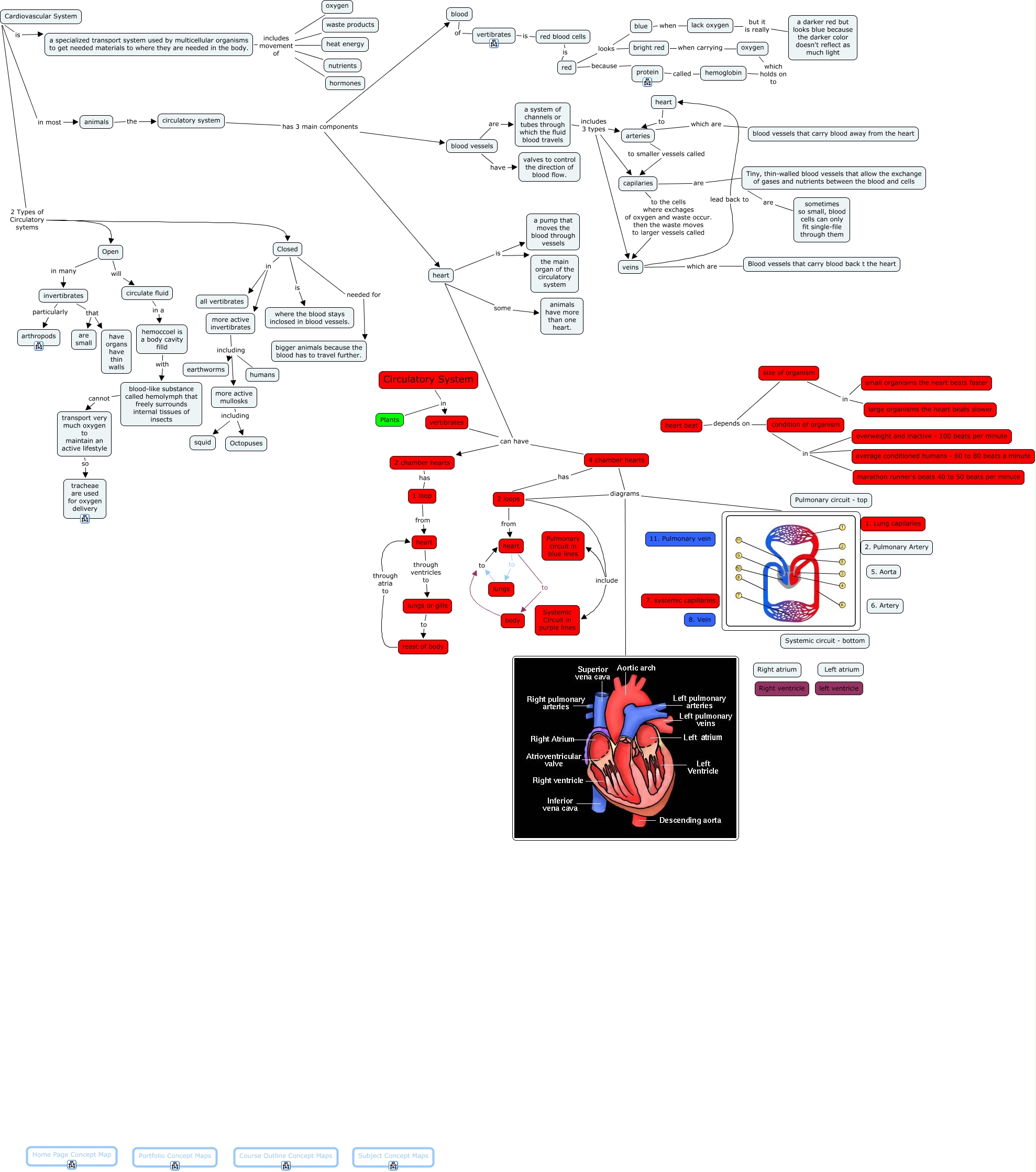 12 Cardiovascular System