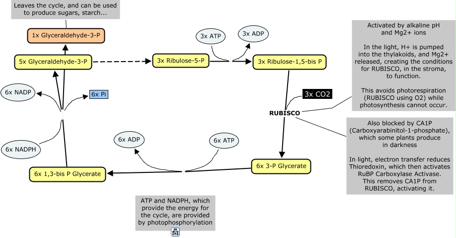 Calvin cycle