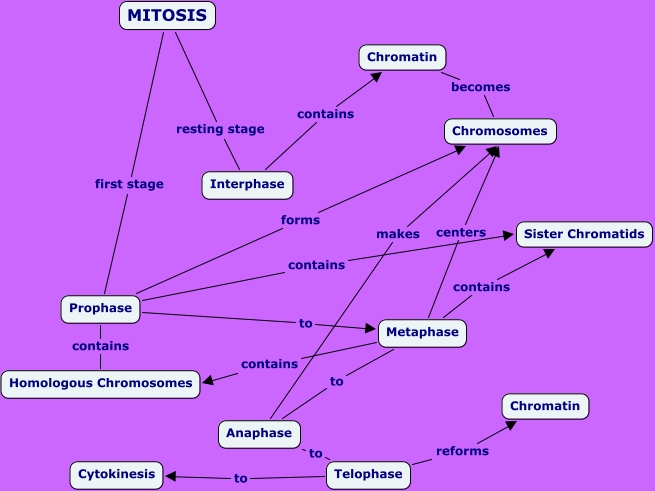 MitosisMeiosisSB