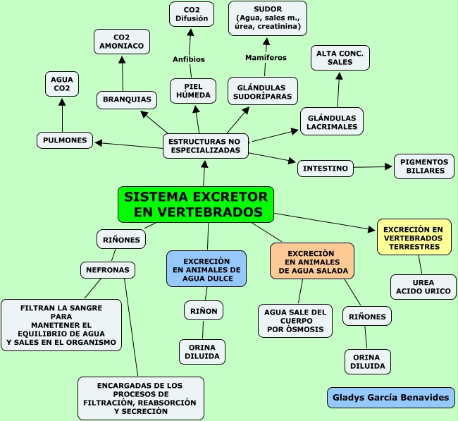 EXCRECION_VERTEBRADOS