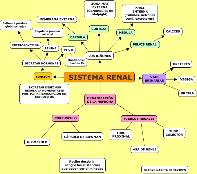 SISTEMA RENAL