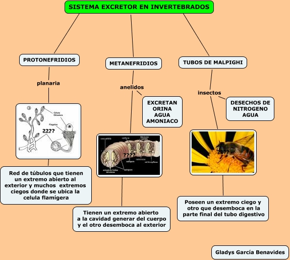 EXCRECION INVERTEBRADOS