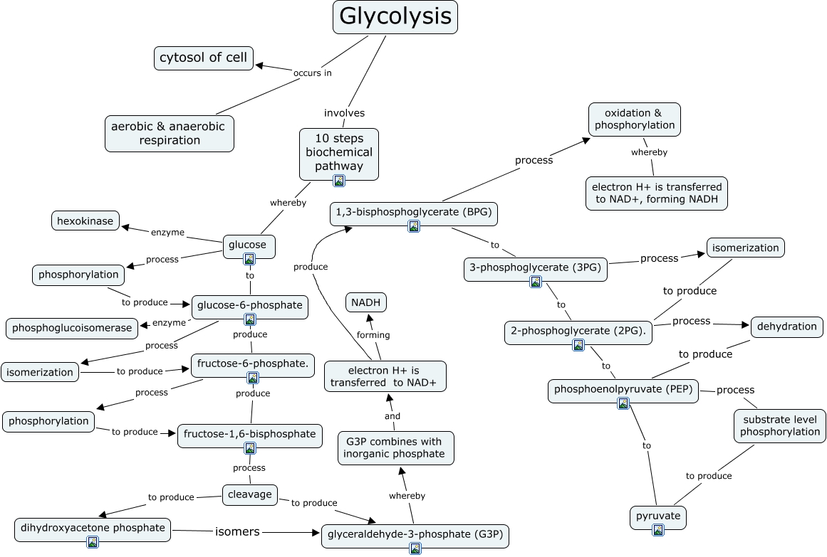 glycolysis_process - 10 steps