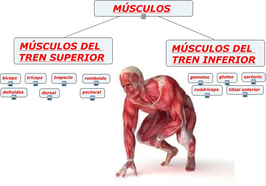 LOS MUSCULOS