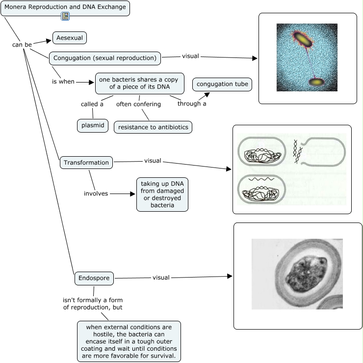 Monera Reproduction and DNA Exchange - How do bacteria reroduce and ...