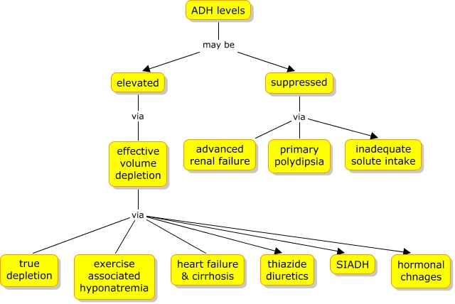 ADH levels