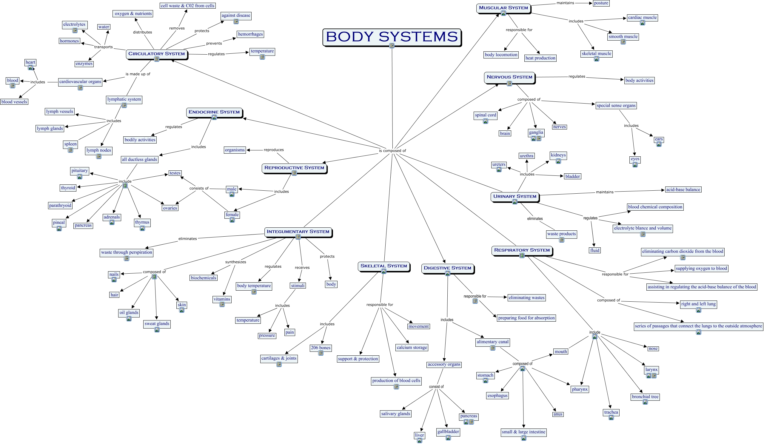 Body Systems