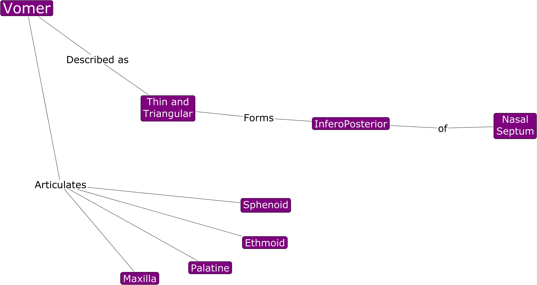 Anatomy - Vomer
