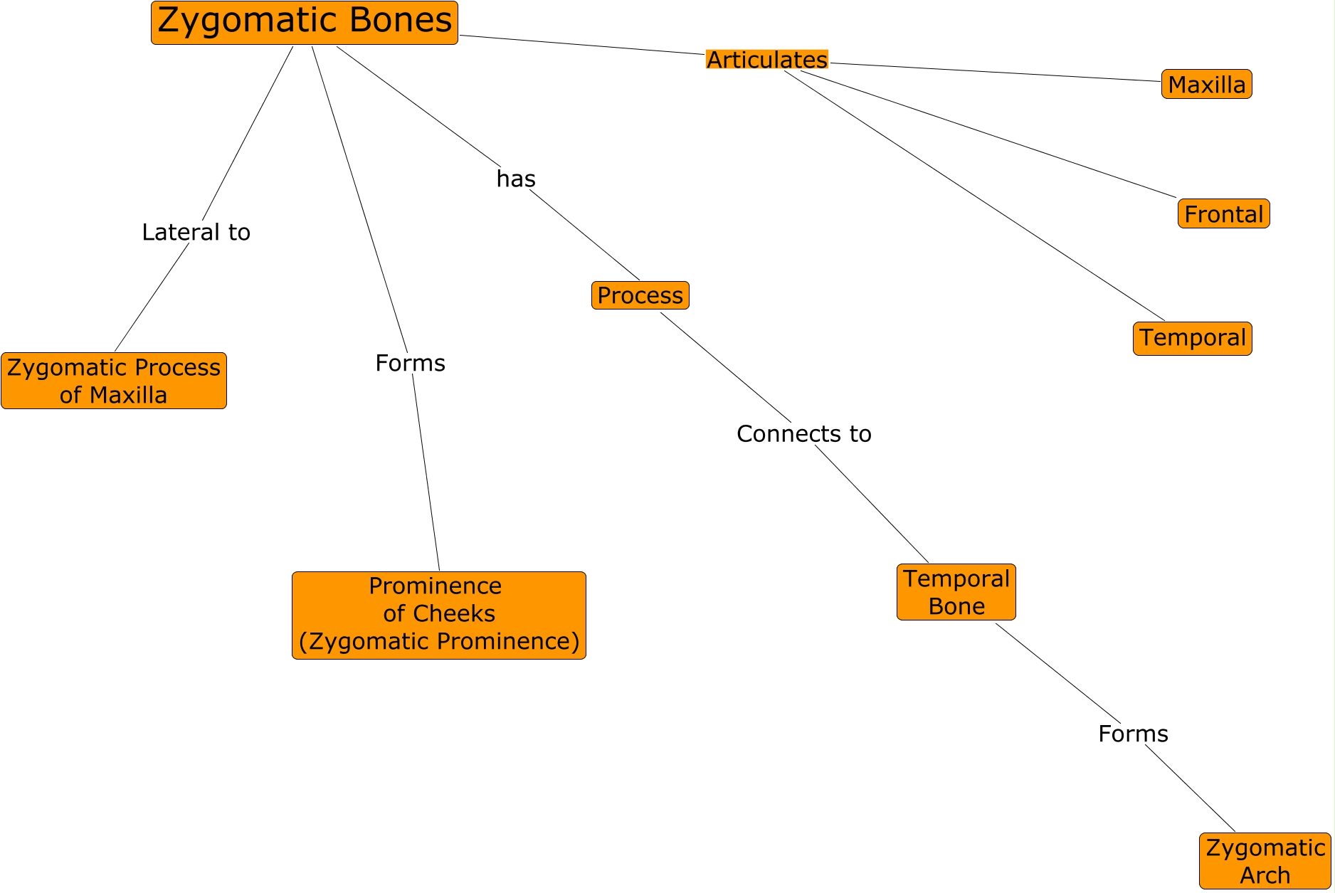 Anatomy - Zygomatic Bones