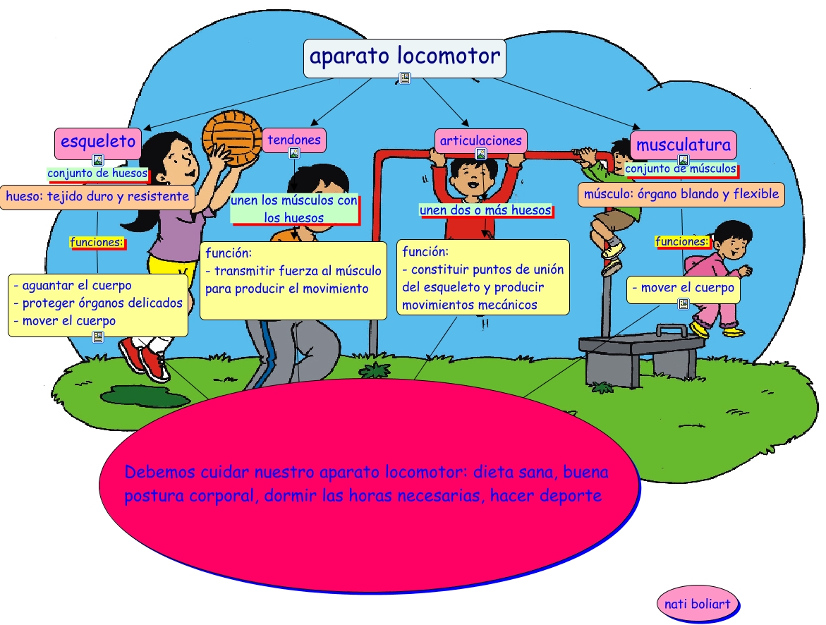 aparato locomotor ok