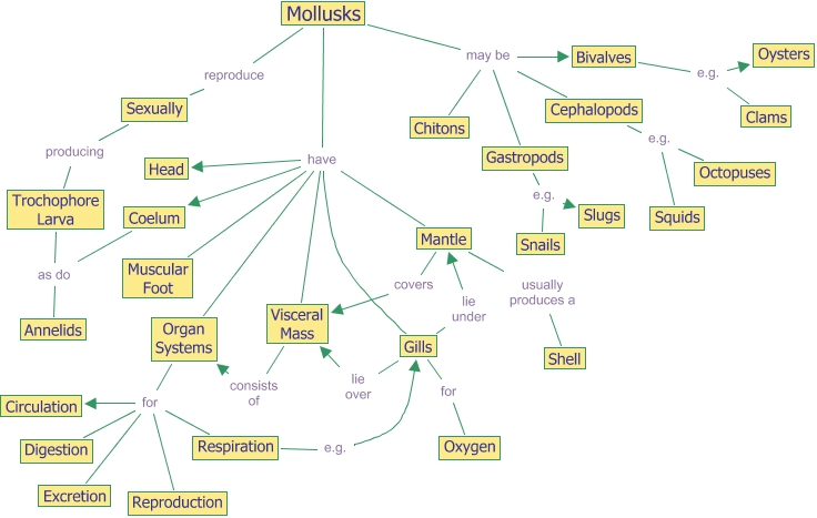 Mollusks