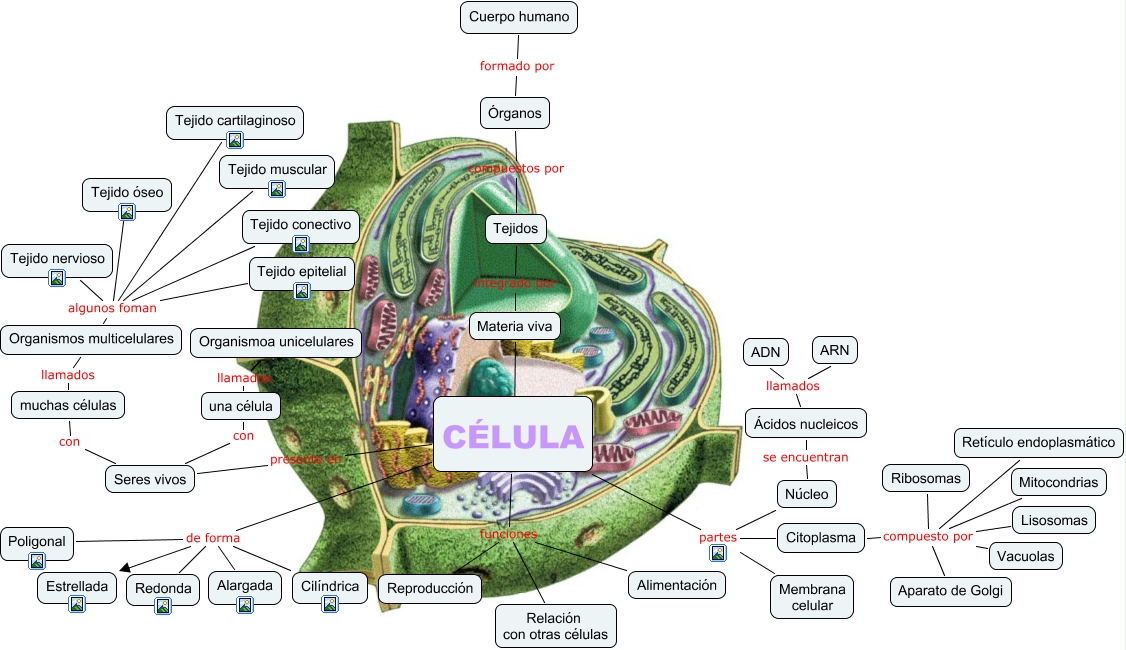 celula
