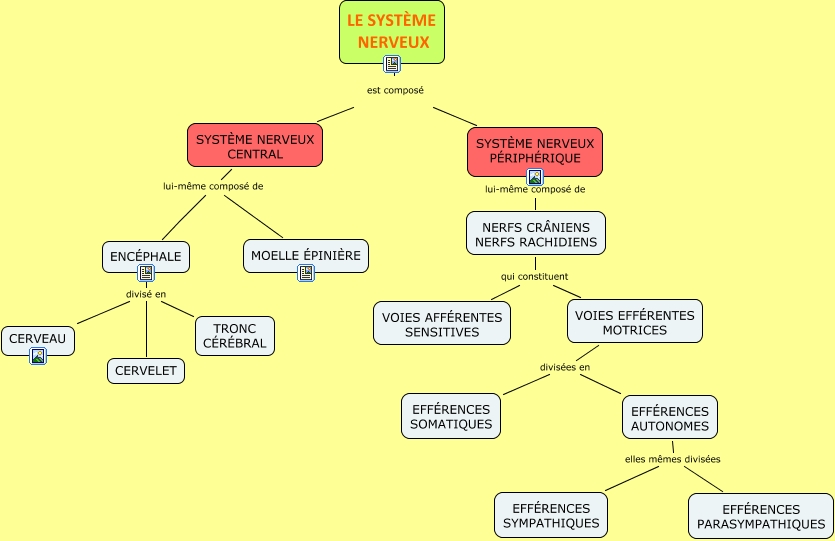 SYSTEME_NERVEUX
