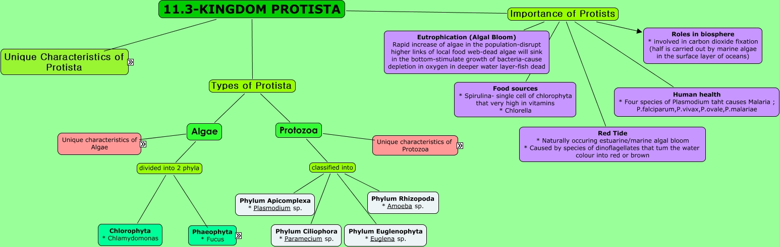 11.3-Kingdom Protista_Ain