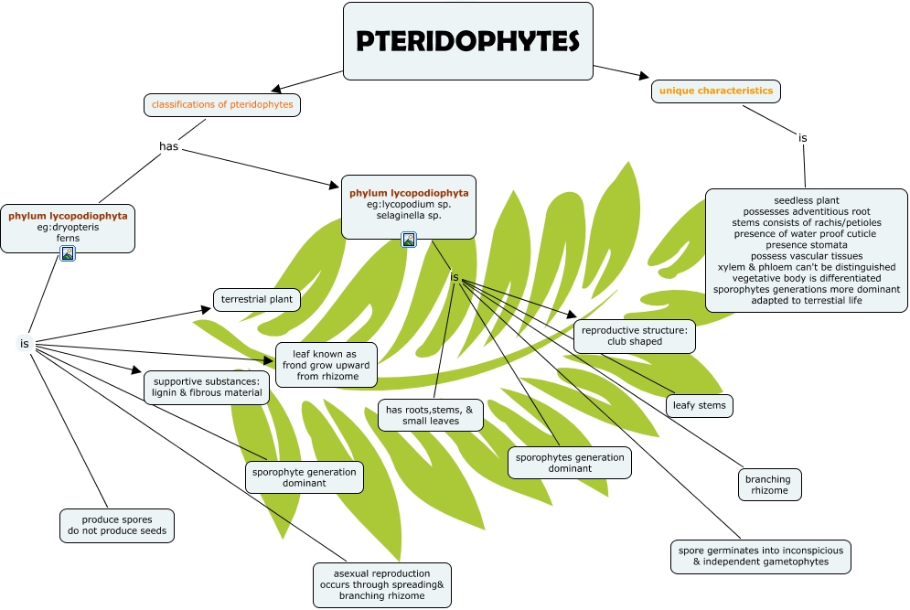 pteridophytes