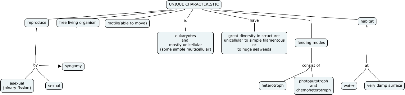 kingdom protista-unique characteristic
