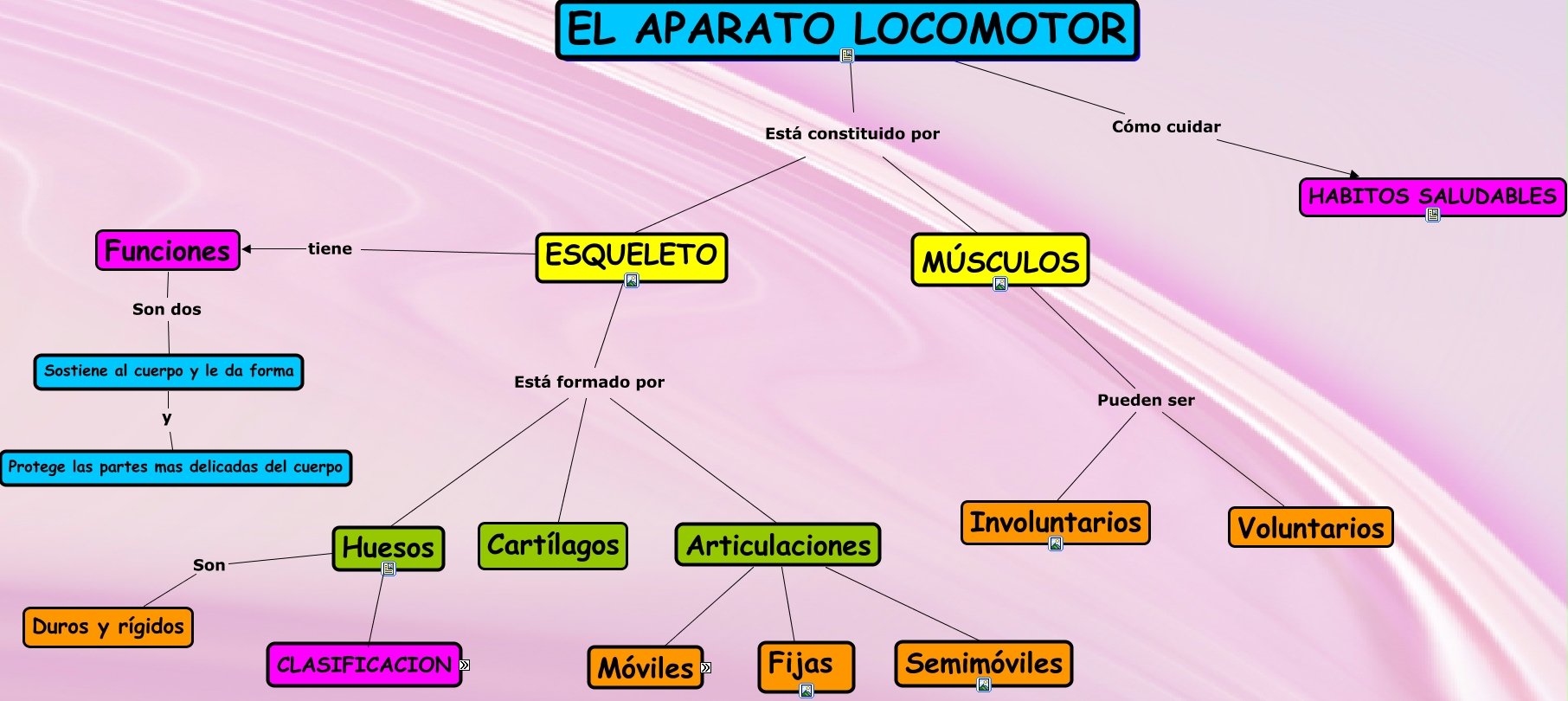 El aparato locomotor