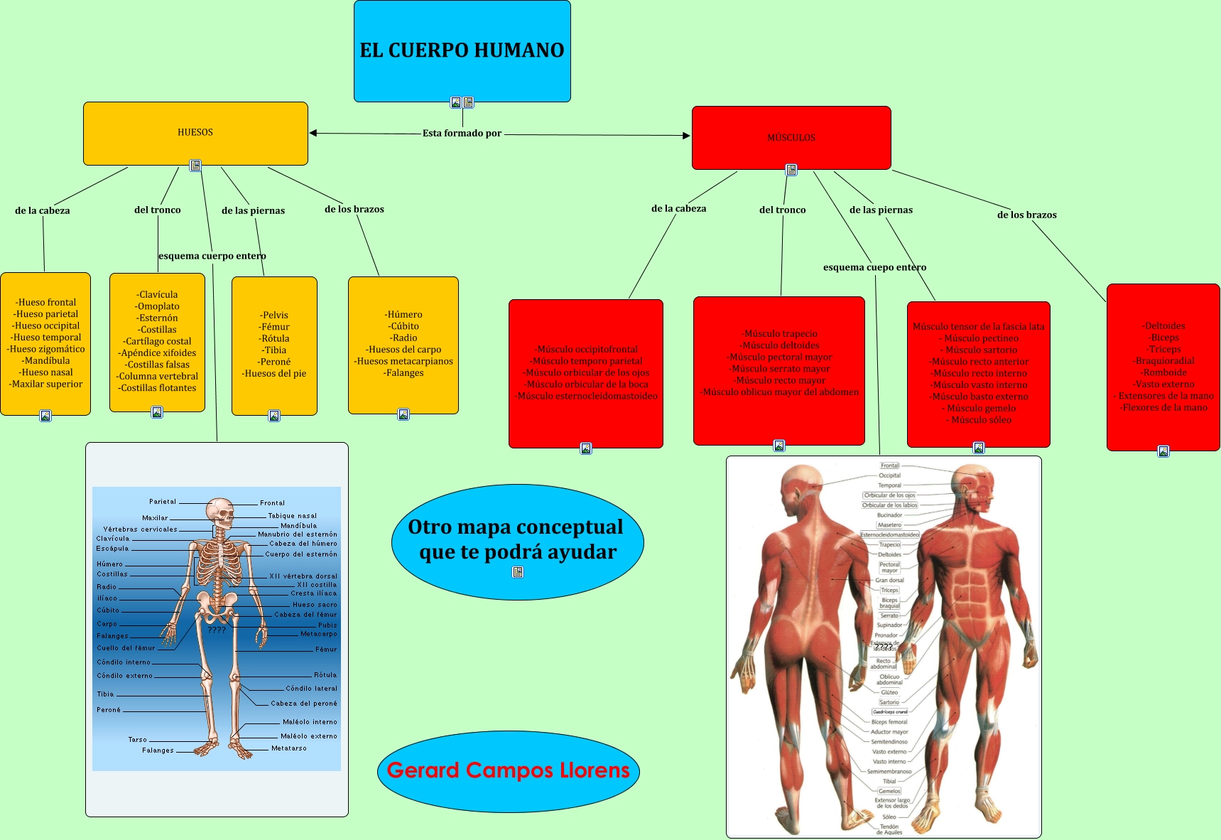huesos y musculos