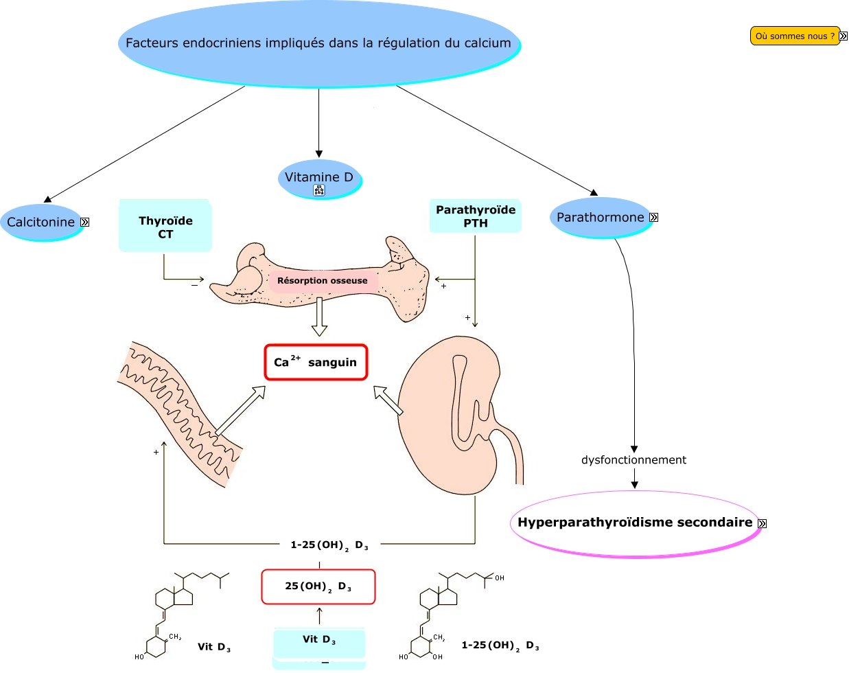 Facteurs endocriniens impliqués dans la régulation du calcium