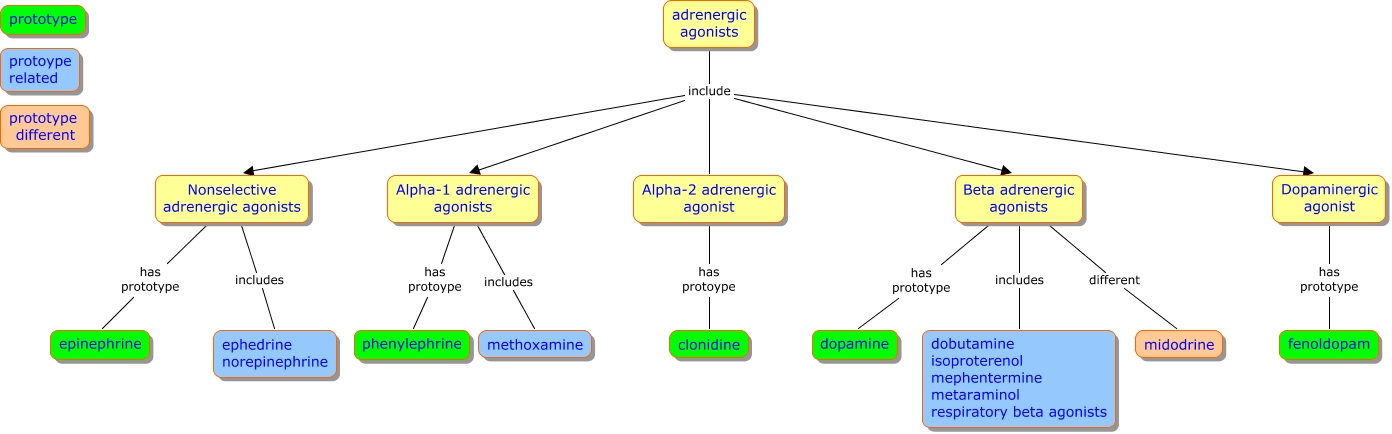 adrenoceptors