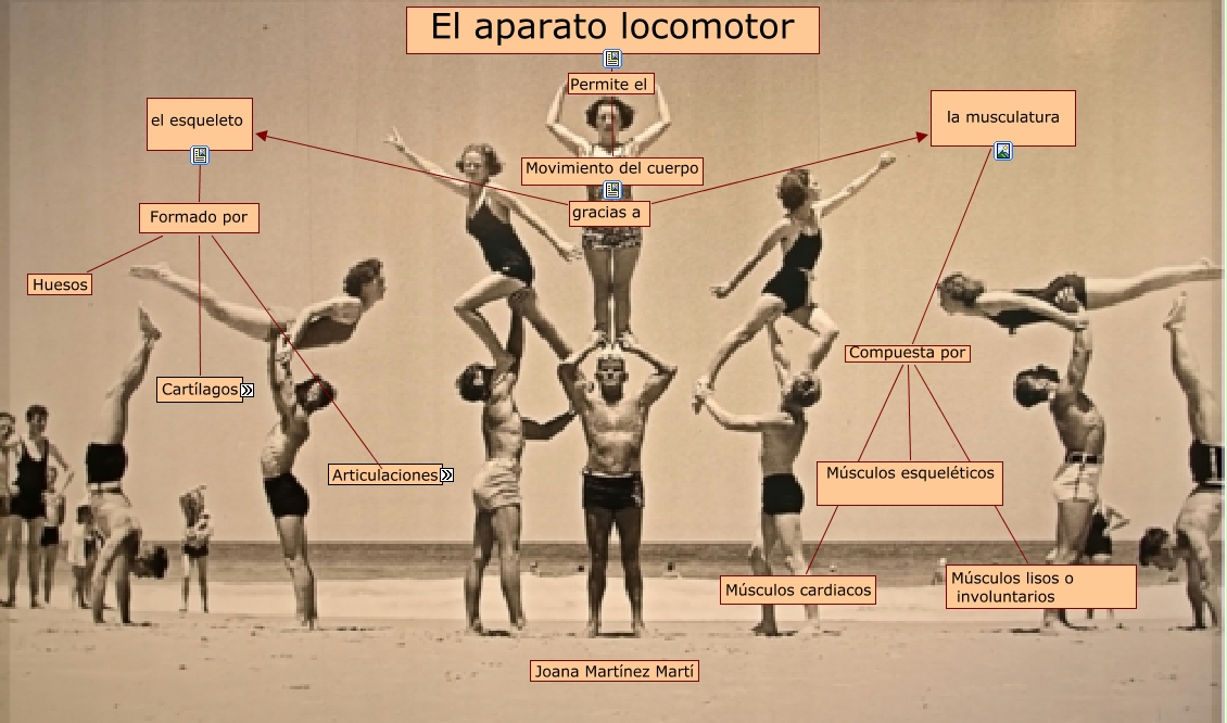 aparato_locomotor