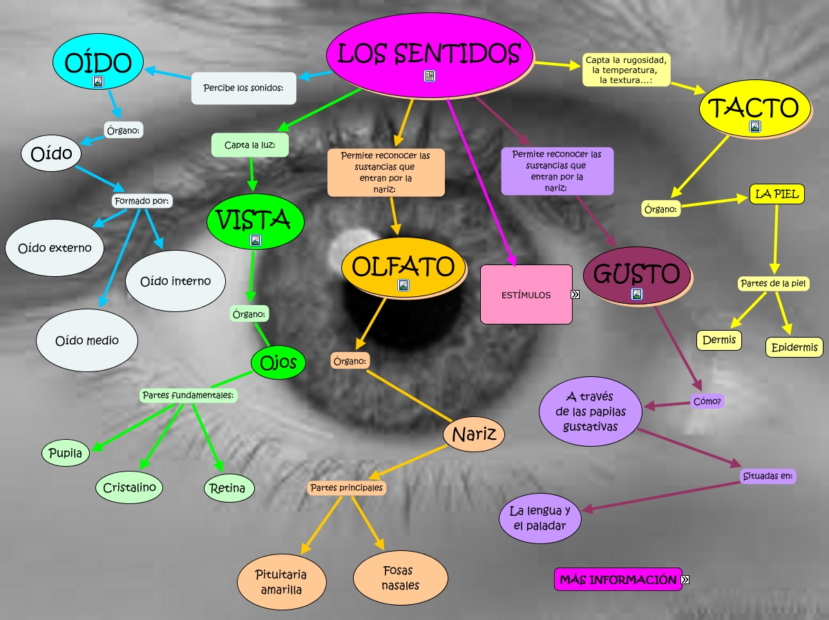 LOS CINCO SENTIDOS