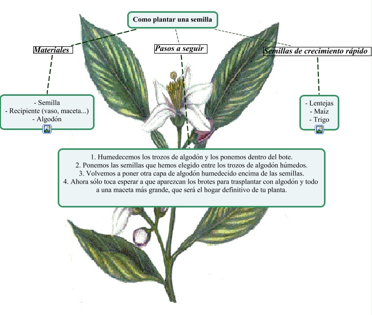 Cómo plantar una planta