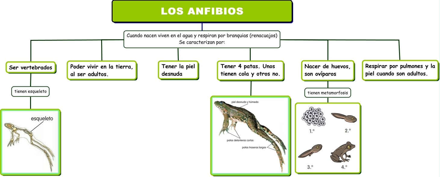 Los anfibios