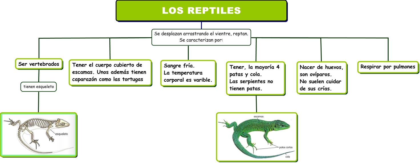Los reptiles