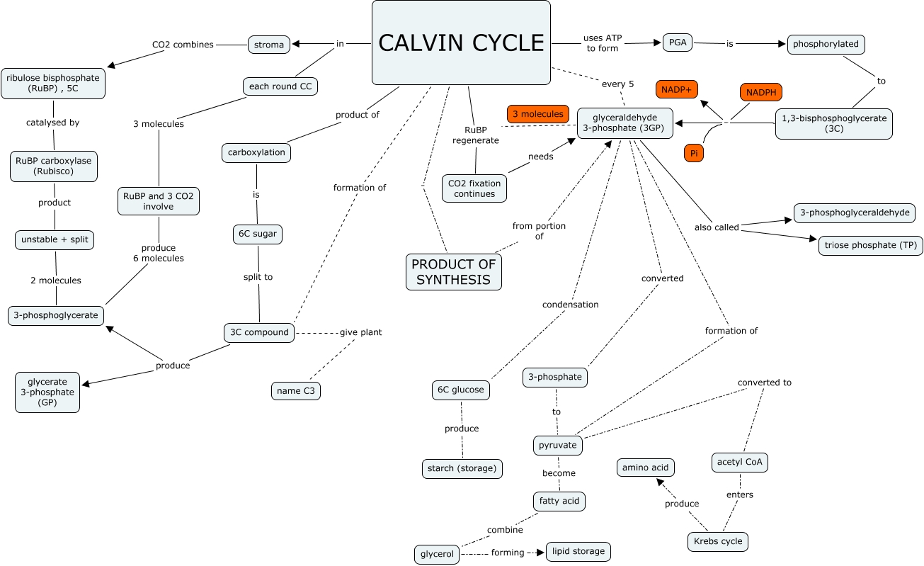 CalvinCycle_NyssSukesuke - Calvin Cycle