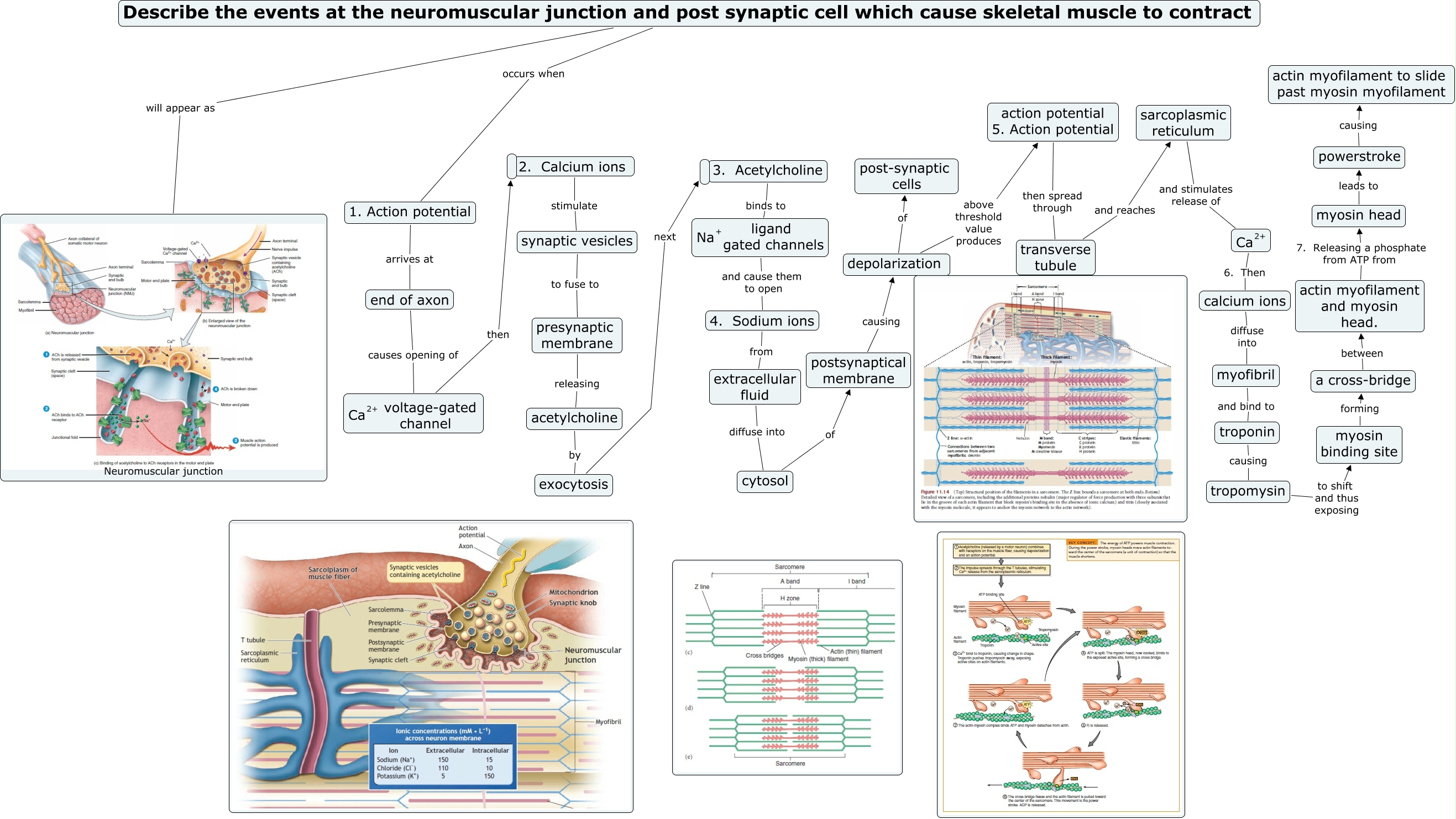 neuromuscular junction edited