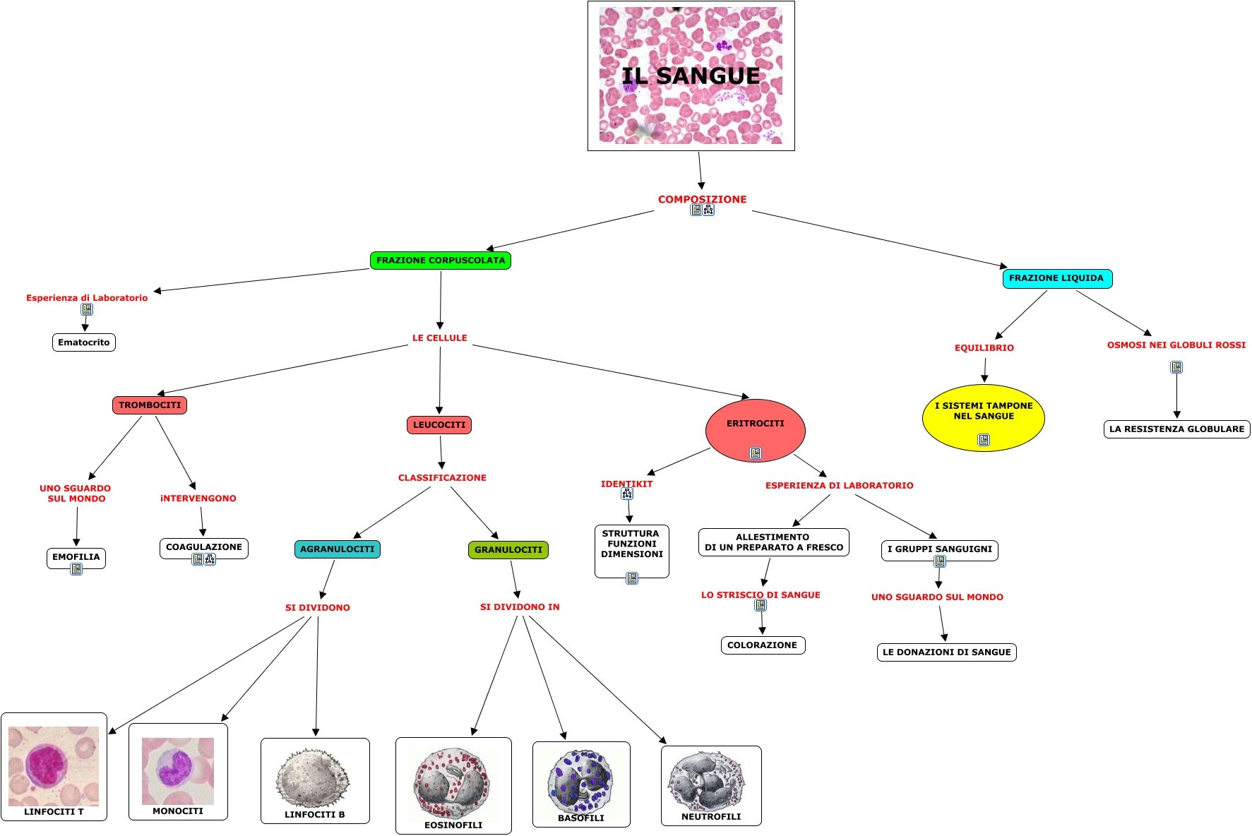 MAPPA ANATOMIA (1).cmap
