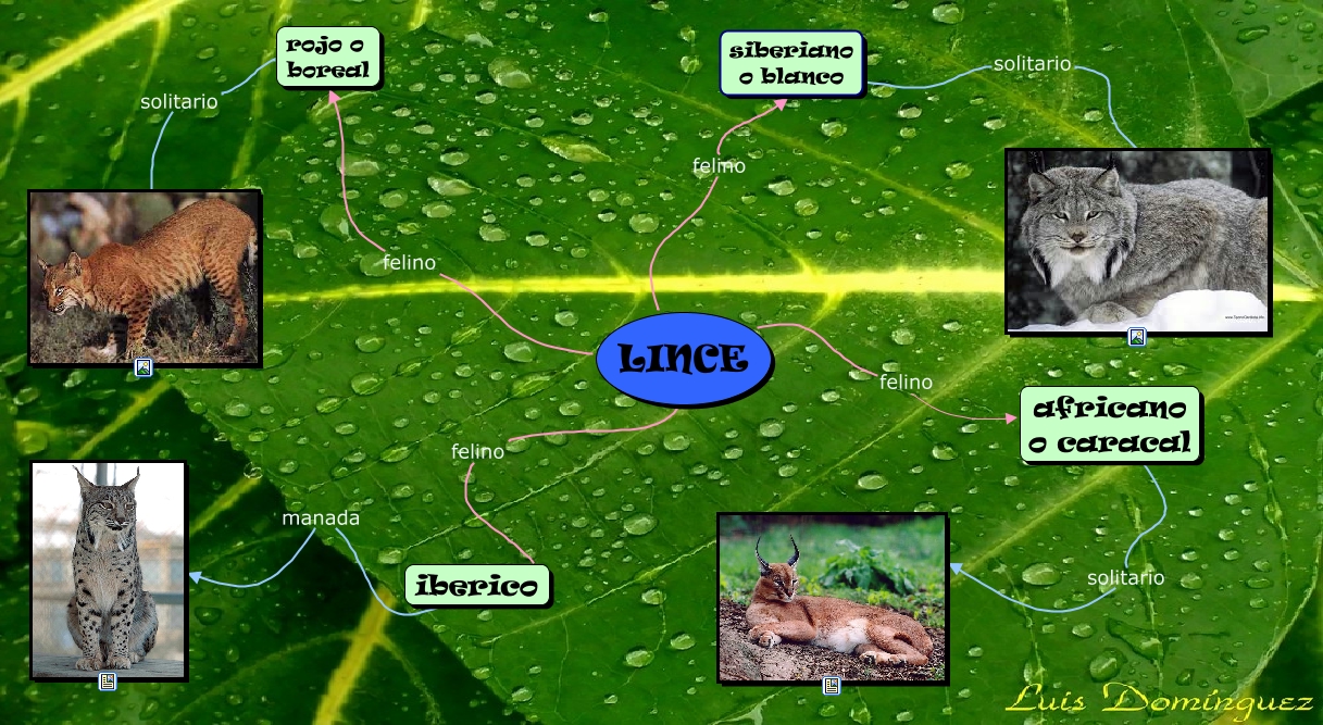 lince