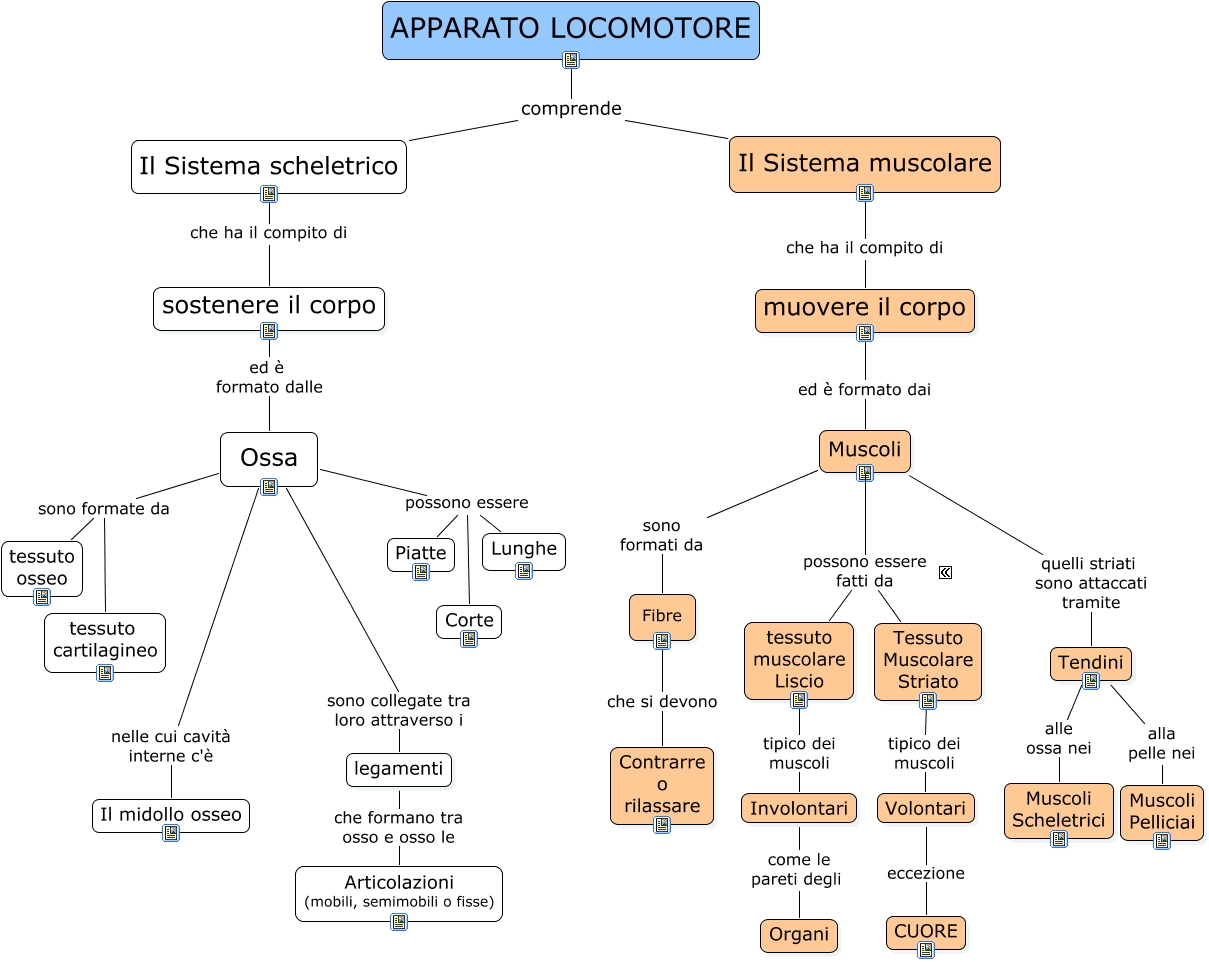 apparato locomotore