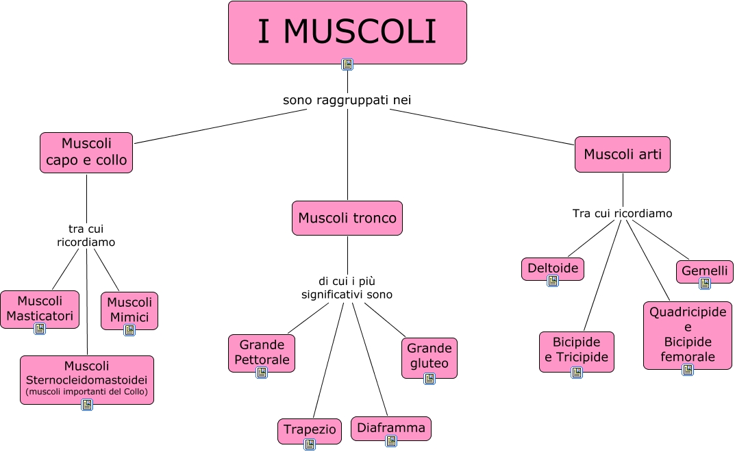 I muscoli