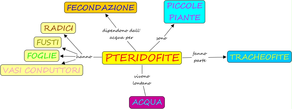 PTERIDOFITE