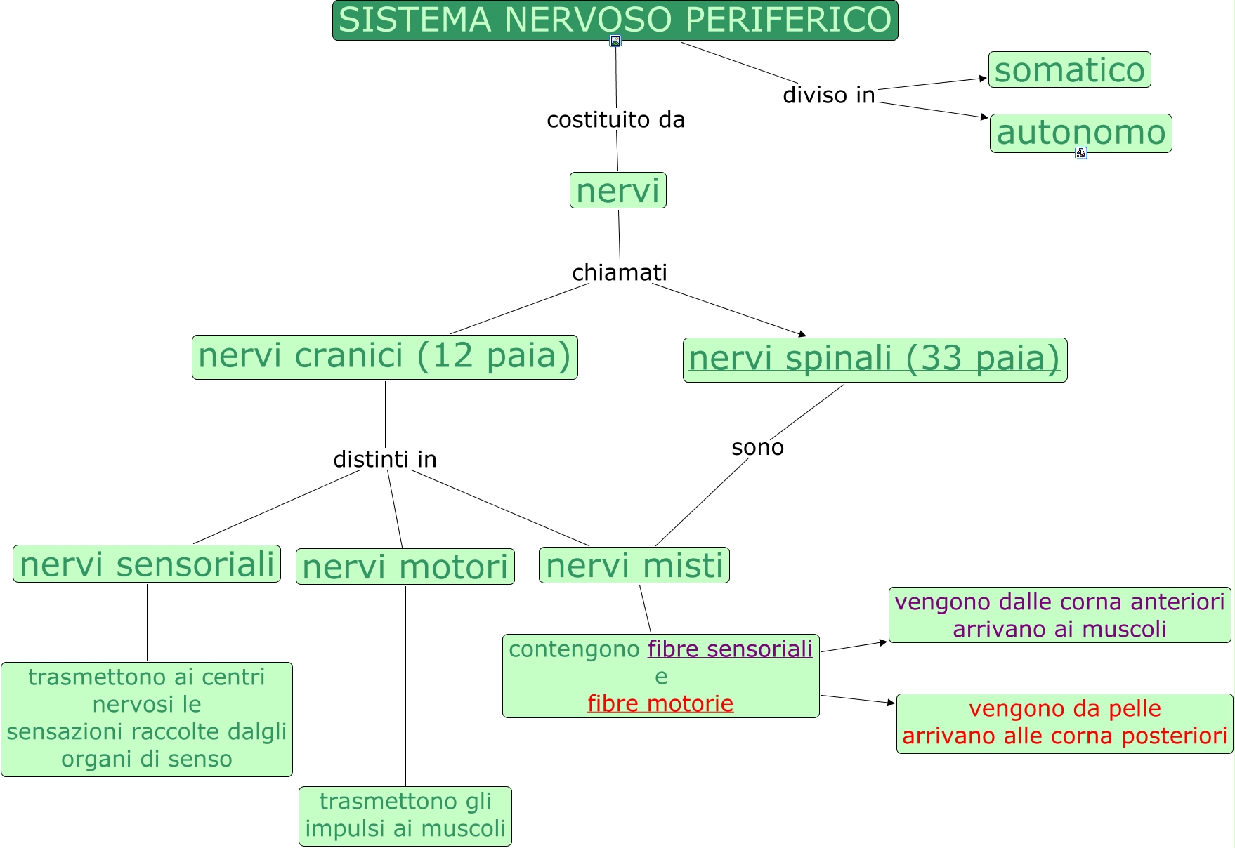 sist. nerv. periferico