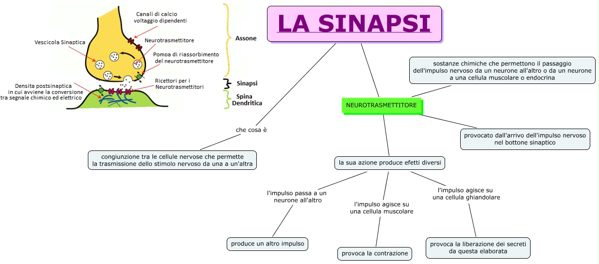 Diagramma Sinapsi