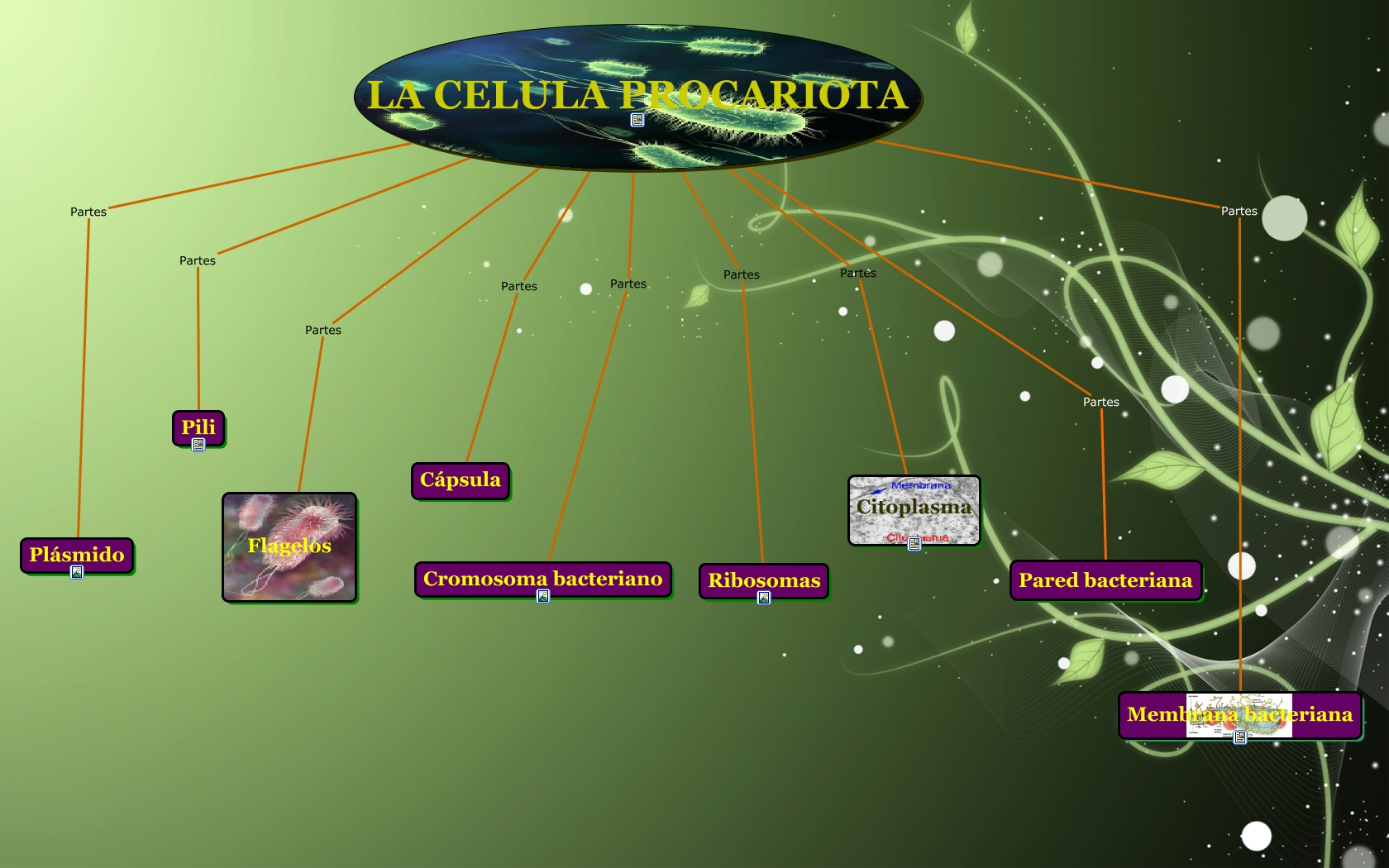 cmap la celula7
