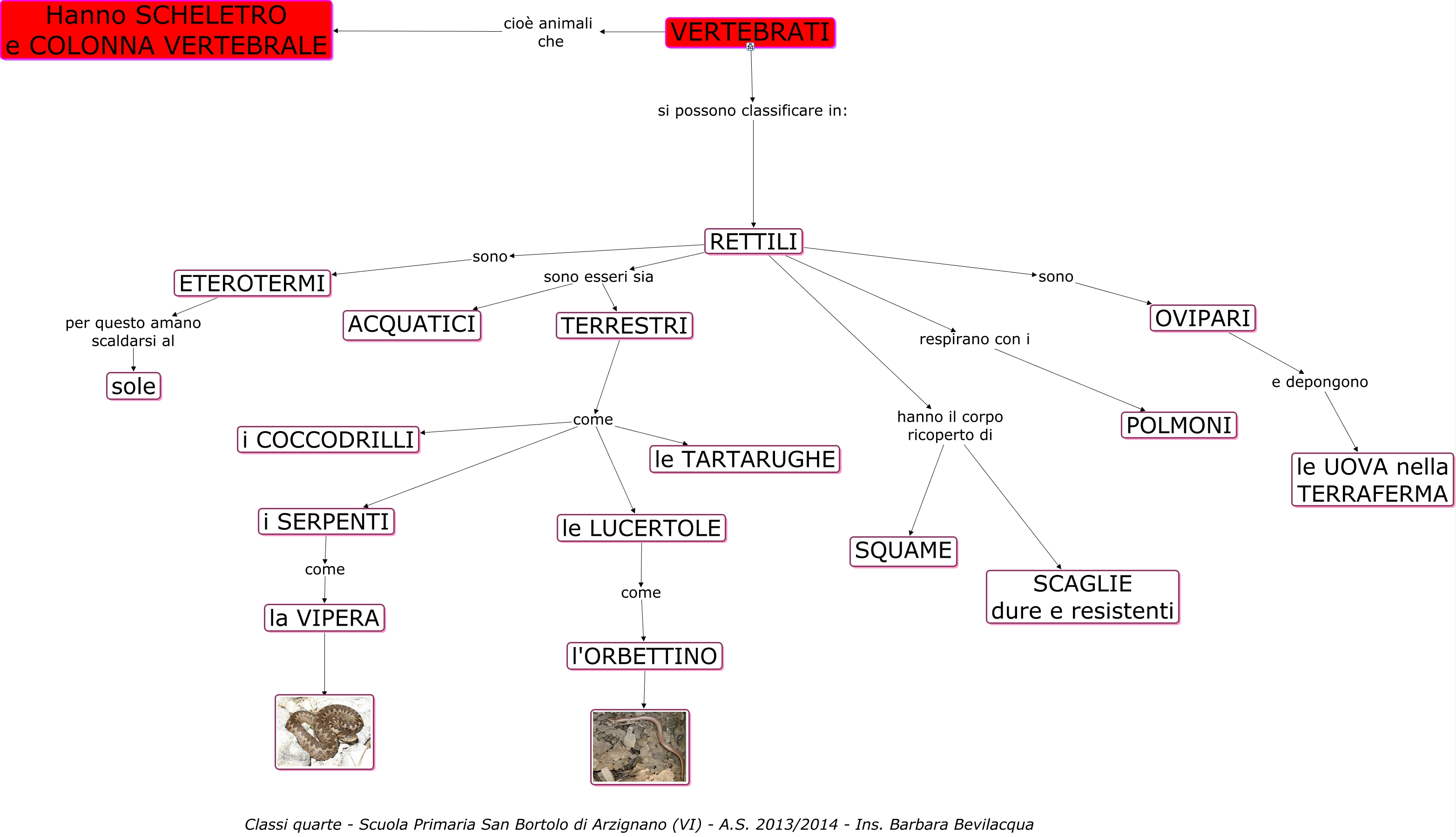 vertebrati-rettili