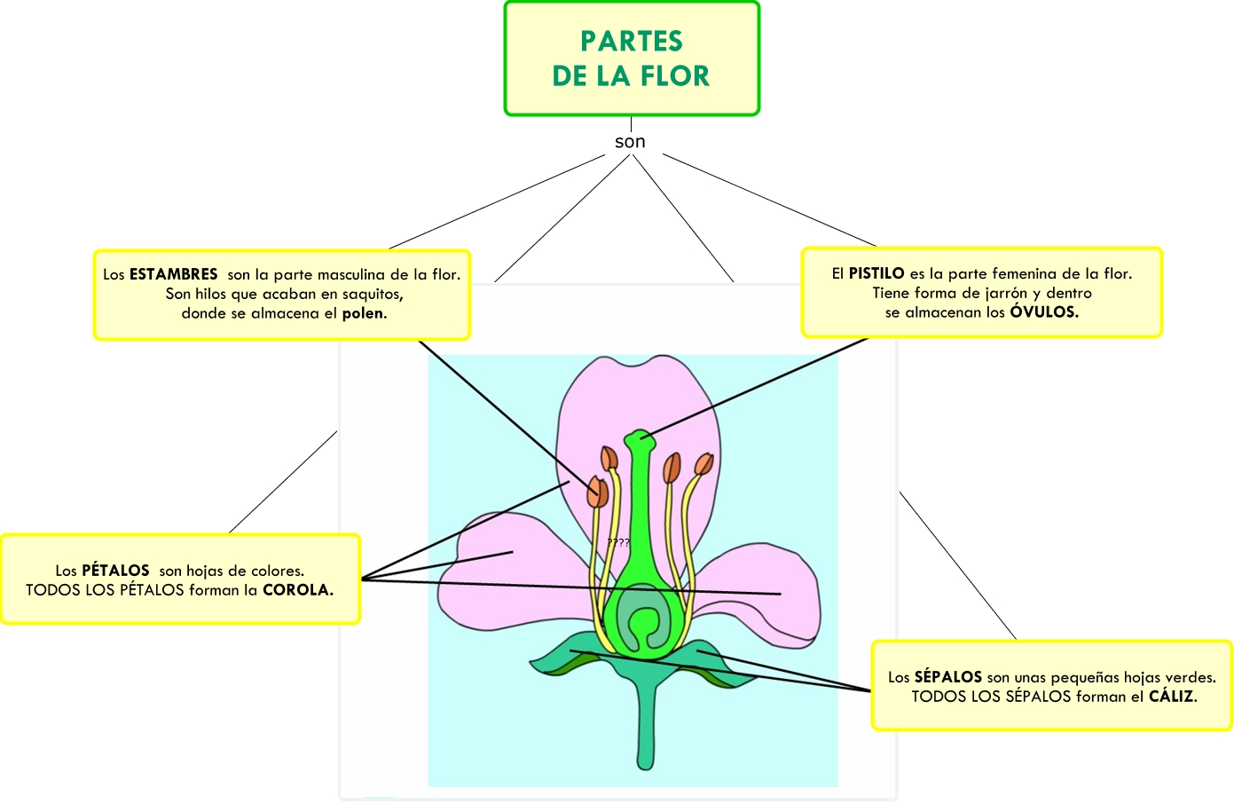 PARTES DE LA FLOR
