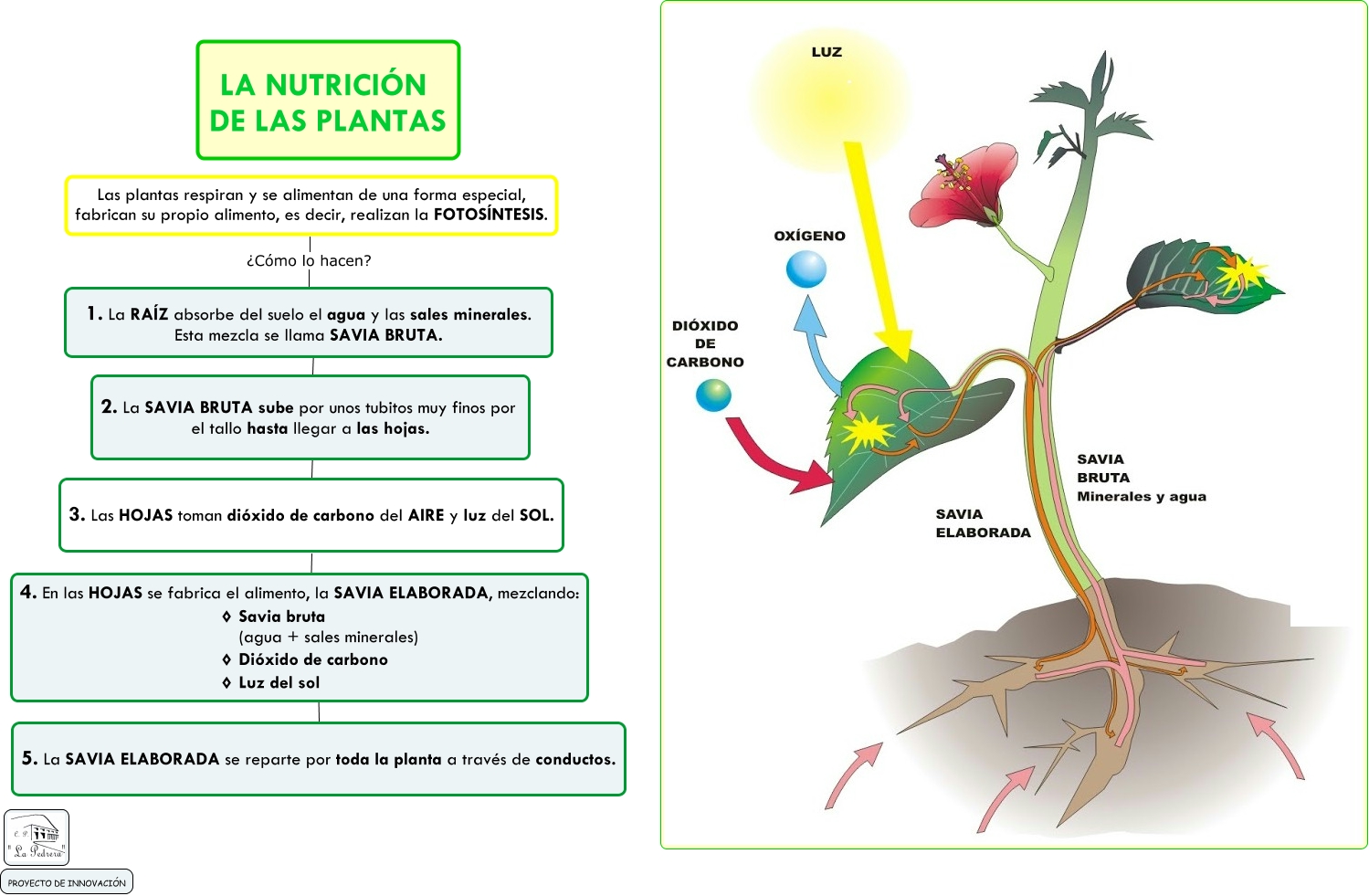 LA NUTRICIÓN DE LAS PLANTAS (FOTOSÍNTESIS)