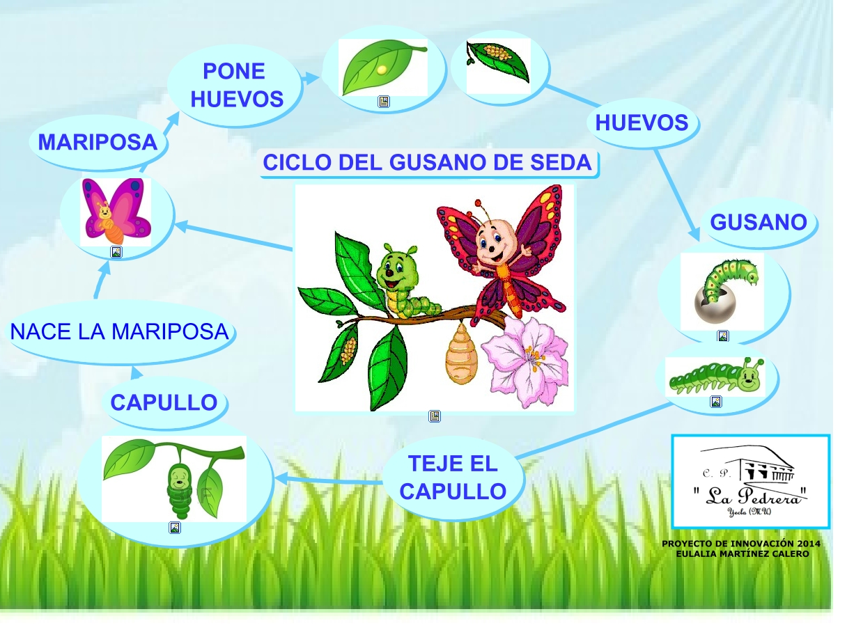CICLO DEL GUSANO DE SEDA