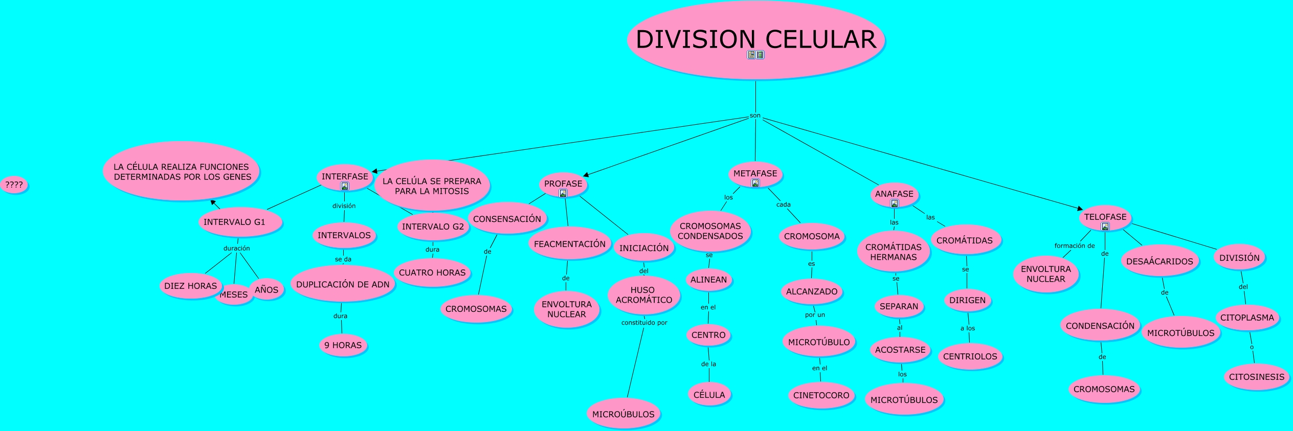 DIVISION CELULAR
